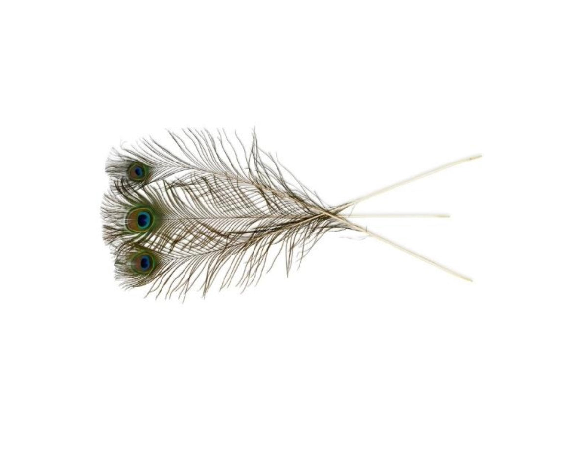VEE NATURAL PEACOCK FEATHERS -- – W & M Pet Supplies